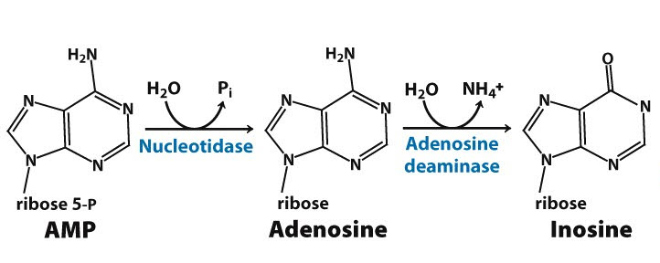 Adenosine Deaminase (ADA), 결핵성흉막삼출액의 진단지표 : 네이버 블로그