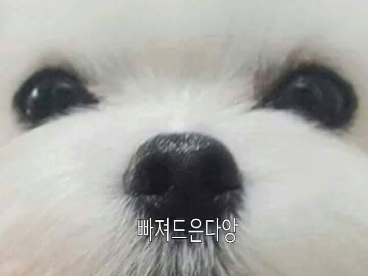 {일본유학/일본전문학교}::동경스쿨오브비지니스::TSB::DOG EXPO개최 : 네이버 블로그