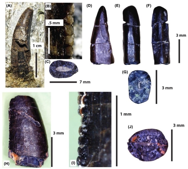 와얀 지층의 티라노사우루스상과 : 네이버 블로그