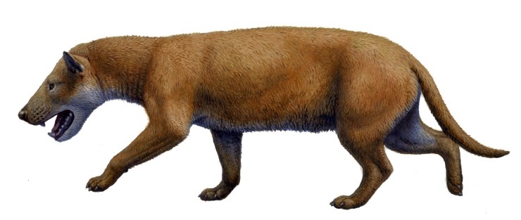 처음 발견된 히아에노돈과 갈레시온(Galecyon)의 후구개골(postcranial) 부위 : 네이버 블로그