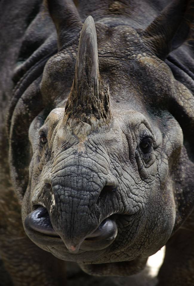 코뿔소 : 네이버 블로그