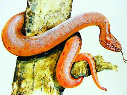 라운드섬보아뱀 Round Island Boa : 네이버 블로그