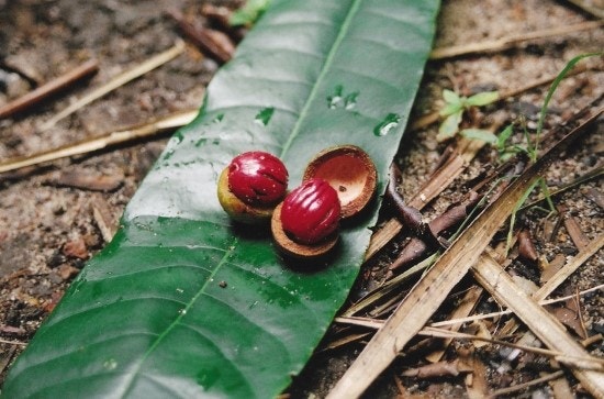 우꾸우바 (Ucuúba)- 동물성 수지를 대체하는 이상적인 열매 : 네이버 블로그