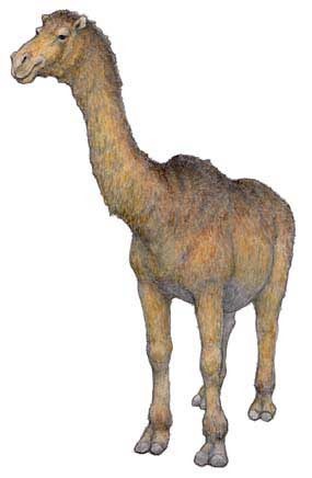 거대한 낙타, 티타노틸로푸스 : 네이버 블로그