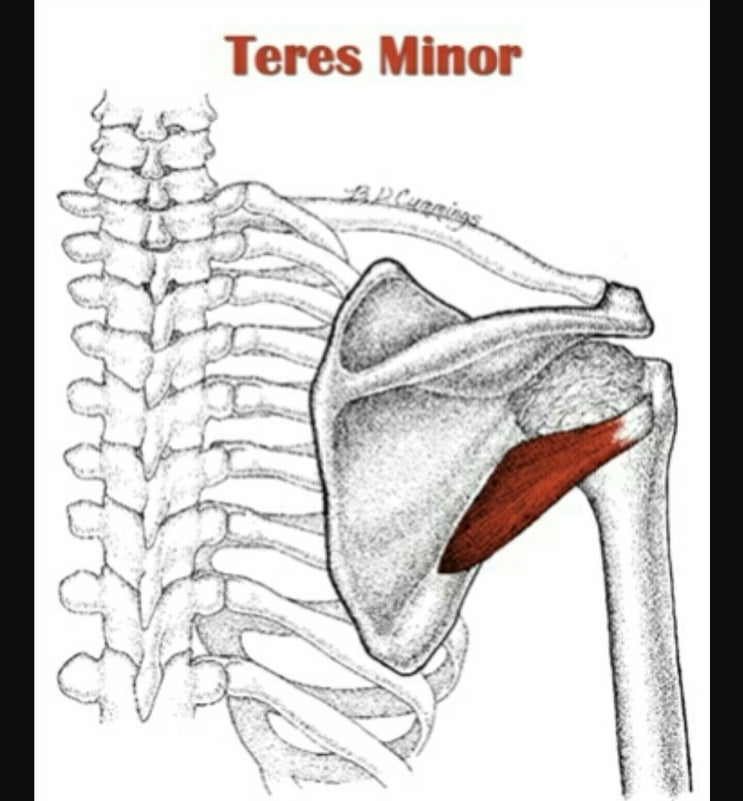 Teres Minor Muscle 소원근 : 네이버 블로그