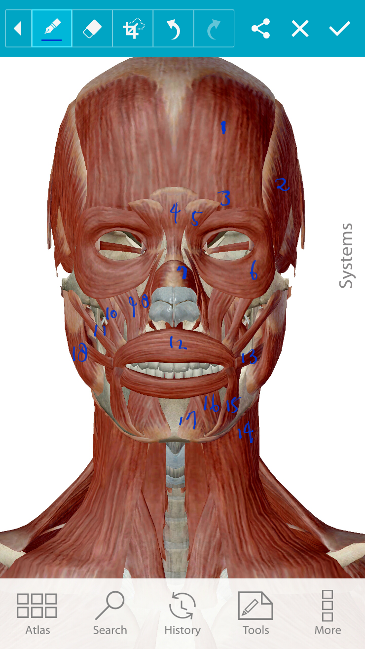 face muscle : 네이버 블로그