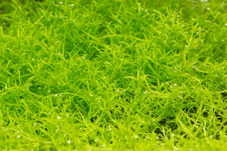 미크로카르파이아 미니마 - Microcarpaea minima (J. K. D. Koenig ex Retz.) Merr ...