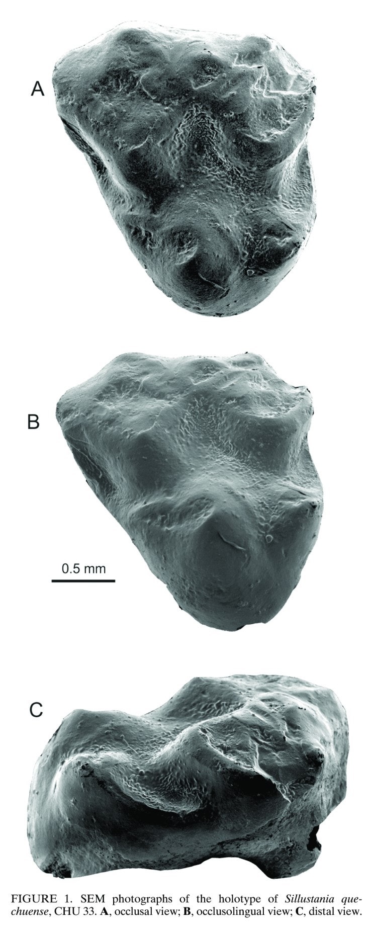 페루의 고제3기 무나니층에서 산출된 유대류 실루스타니아 쿠에추덴시(Sillustania quechuense)의 어금니 : 네이버 블로그