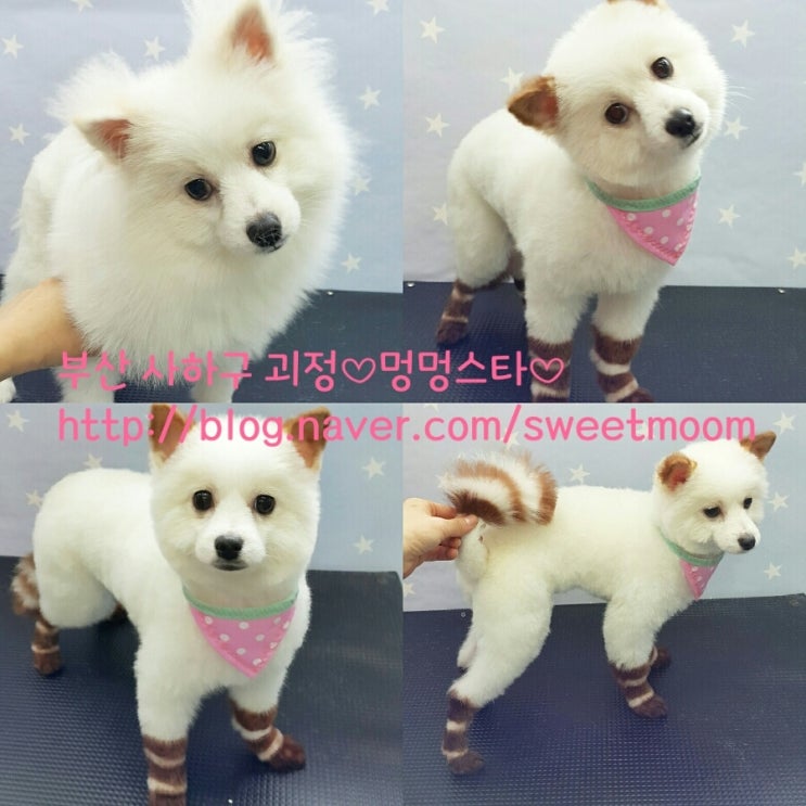 사하구 애견미용 가위컷 곰돌이컷 포메라니안 폼피츠 너구리미용 너구리염색 괴정 하단 당리 대신동 다대포 장림 애견샵 네이버 블로그