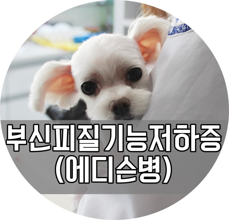 알로의 에디슨병진료일기강아지 에디슨병 부신피질기능저하증 진단과 치료 부신피질기능저하증치료제 Docp