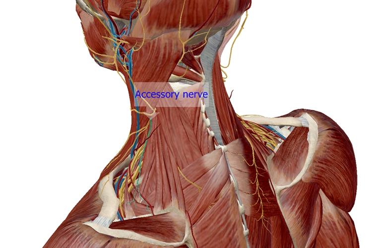 척추부신경(Accessory nerve) : 네이버 블로그
