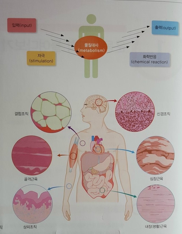 운동생리학 개념 세포 세포 안에 있는 핵 세포질 미토콘드리아 세포질그물리보솜골지체용해소체중심소체 네이버 블로그