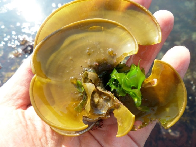 그물바탕말과 Dictyotaceae : 네이버 블로그