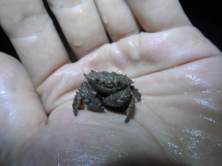 부채게과 Xanthidae : 네이버 블로그