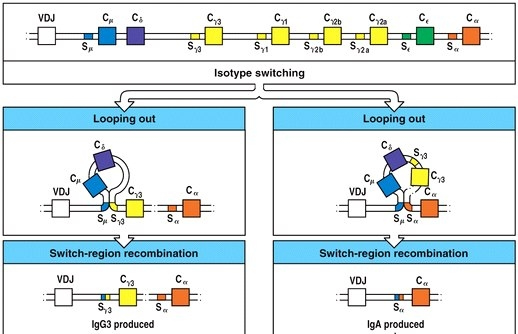 [면역학] 4. 항체 유전자의 구성과 발현 - class switching : 네이버 블로그