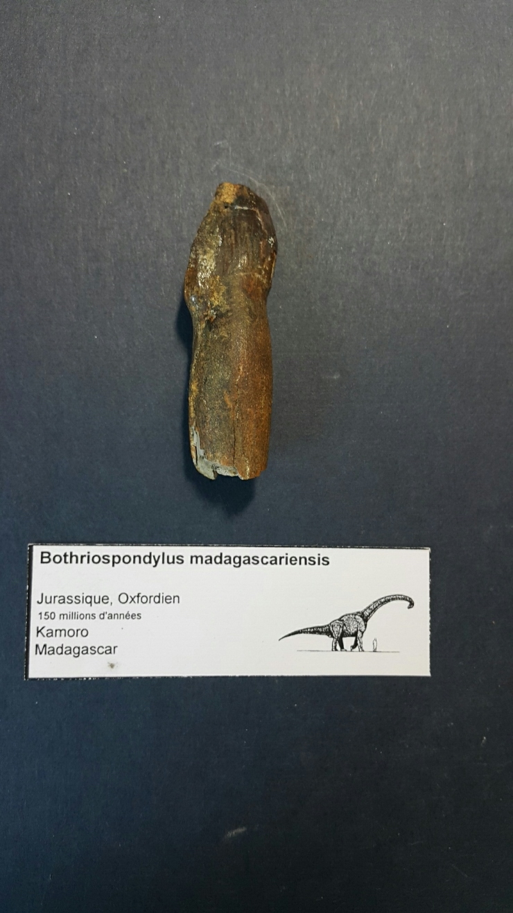 희귀한 마다가스카르산 용각류 라파렌토사우루스(Lapparentosaurus)이빨화석 : 네이버 블로그