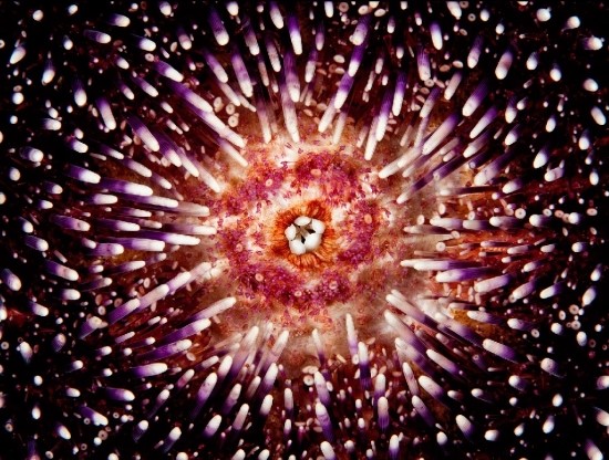 니콜라스 사마라스 Nick Samaras - 수중촬영.소스 : 네이버 블로그