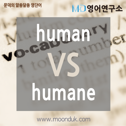 MD 알쏭달쏭 영단어_human VS humane : 네이버 블로그