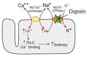 Digoxin : 네이버 블로그