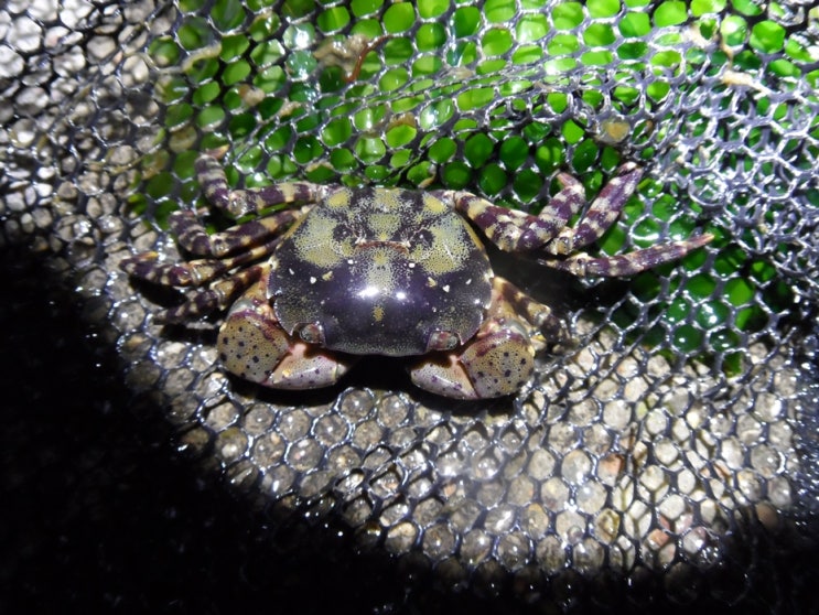 바위게상과 Grapsoidea : 네이버 블로그