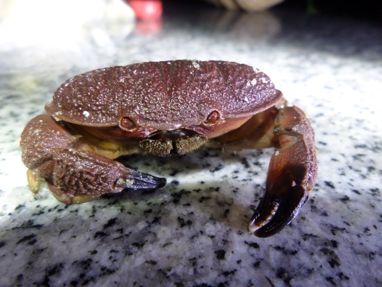 주름송편게 : 네이버 블로그