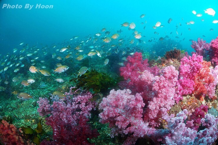 아름다운 제주도에서 Padi 스쿠버다이빙 어드밴스드 오픈워터 자격증 취득해볼까요 네이버 블로그