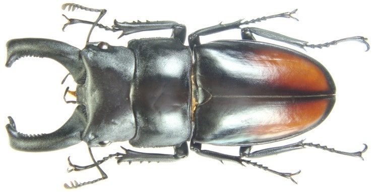 Yumikoi makii (마키사슴벌레) : 네이버 블로그