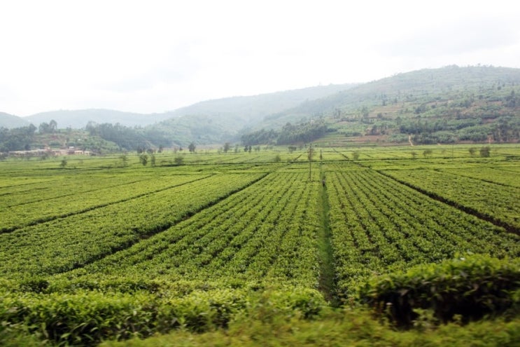 [르완다 여행] Sorwathe Tea Factory : 네이버 블로그