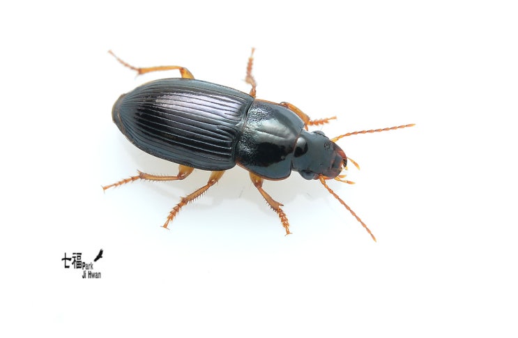 Harpalus sp. 머리먼지벌레 일종 : 네이버 블로그