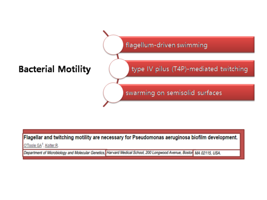 Bacterial motility - 세균의 운동능 : 네이버 블로그