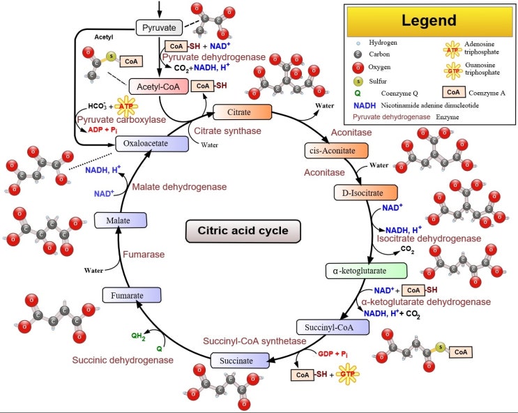 TCA 회로와 Calvin 회로 비교 : 네이버 블로그