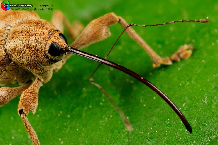 Curculio dentipes (Roelofs, 1874) 도토리밤바구미 : 네이버 블로그