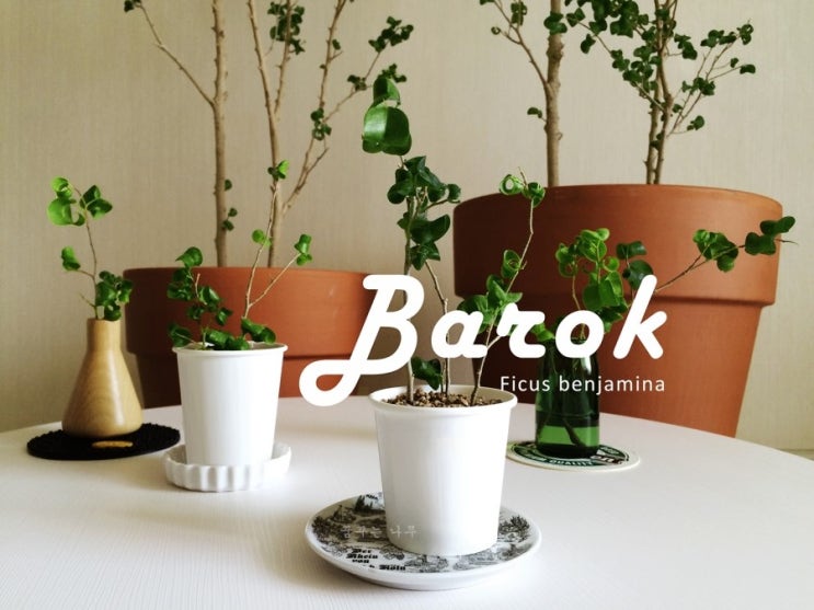 [ Ficus benjamina cv. Barok ] 바로크벤자민 : 벤자민고무나무 물꽂이 : 네이버 블로그