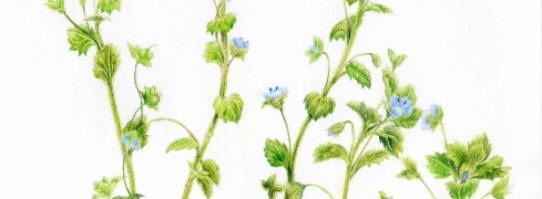 2016 고양국제꽃 박람회 - 손끝에 핀 꽃 - : 네이버 블로그