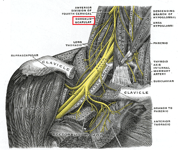 견갑신경 차단술 (Dorsal scapular nerve block, DSNB) : 네이버 블로그