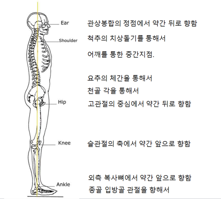 Ideal Plumb Alignment(이상적인 추 정렬) Side View : 네이버 블로그