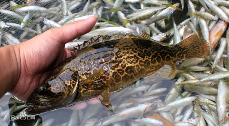 斑鳜, 쏘가리, Siniperca chuatsi : 네이버 블로그