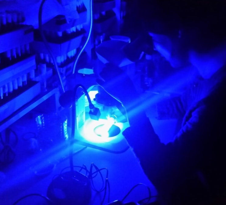 NIGHTSEA™ Fluorescence LED Light (나이트씨 LED형광조명장치) : 네이버 블로그