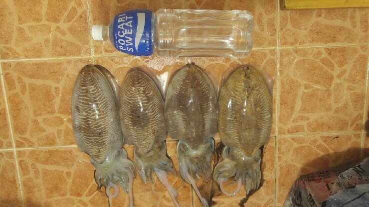 16.4.30 군산 산란 갑오징어 : 네이버 블로그