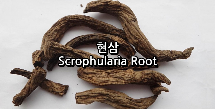 현삼(Scrophularia Root) : 네이버 블로그