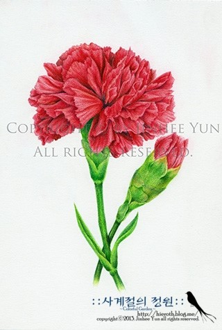 [보타니컬/보태니컬 아트] 어버이날 카네이션 엽서 그리기:) : 네이버 블로그
