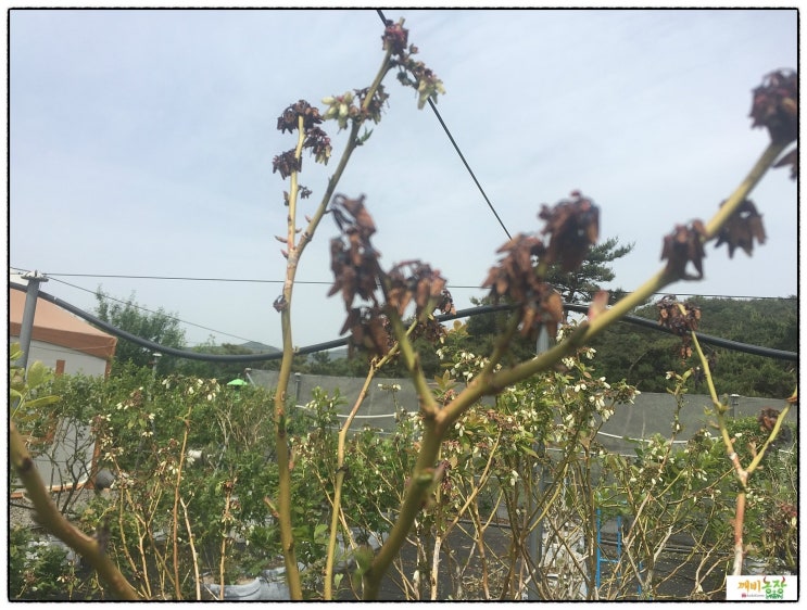 챈들러와 스파르탄 품종의 블루베리 줄기 썩음병(Botryosphaeria stem blueberry) : 네이버 블로그