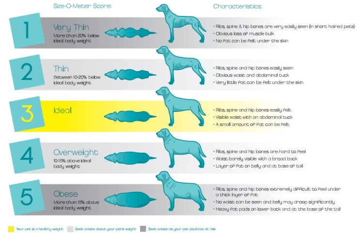 강아지 비만 체크와 예방 및 관리 (Body Condition Score : BCS) : 네이버 블로그