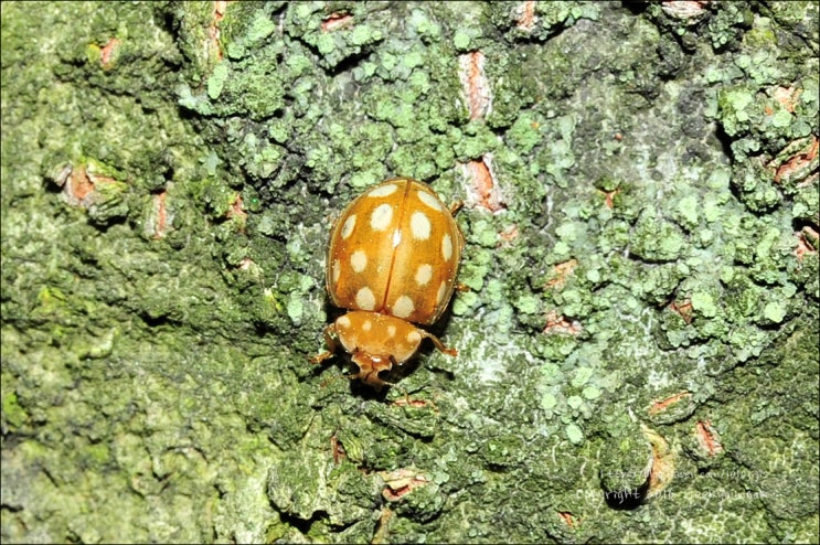 네점가슴무당벌레 Calvia muiri (Timberlake) : 네이버 블로그