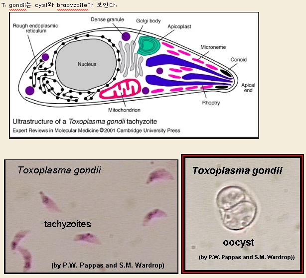 toxoplasmosis(톡소플라즈마증) : 네이버 블로그