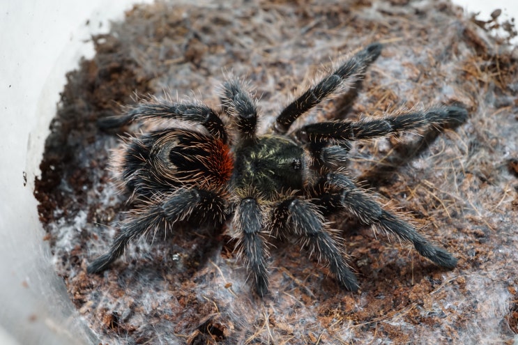 칠리안 뷰티풀(Euathlus truculentus) : 네이버 블로그