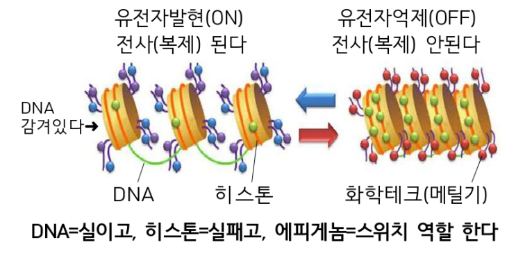 DNA넘어 에피게놈(후성유전학) 뜬다 : 네이버 블로그