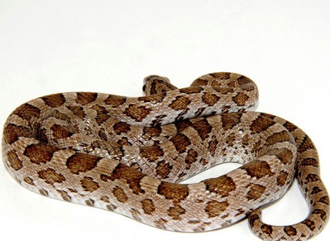 뉴런) emory rat snake , albino rat snake 입고 ! 렛스네이크. : 네이버 블로그
