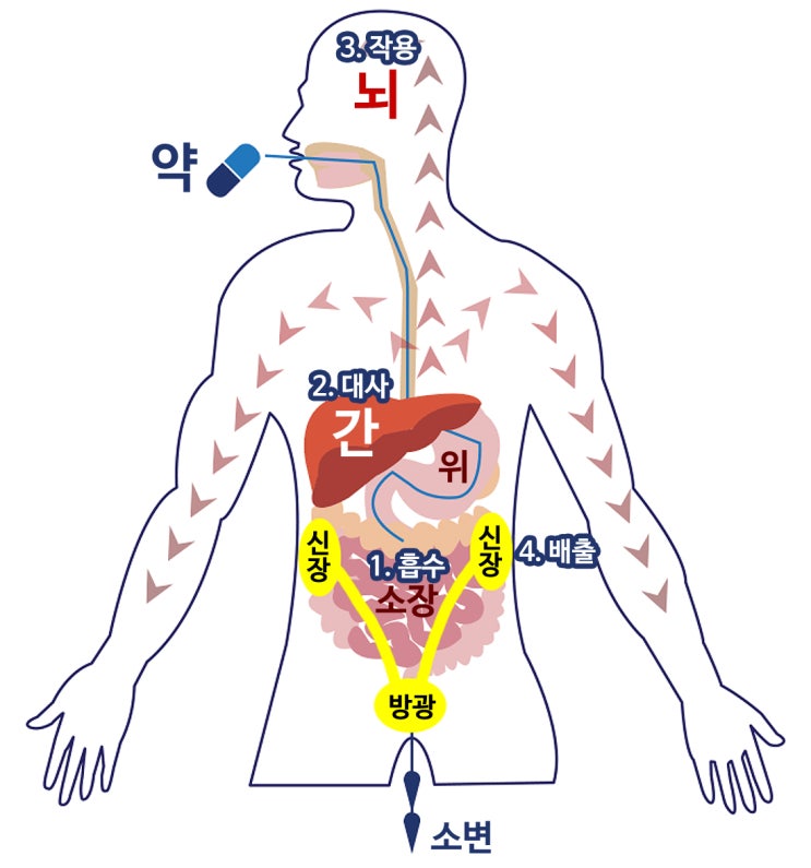 정신약물은 어떻게 뇌로 전달되는가 네이버 블로그