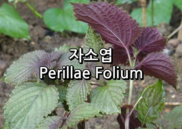 자소엽(Perillae Folium) : 네이버 블로그